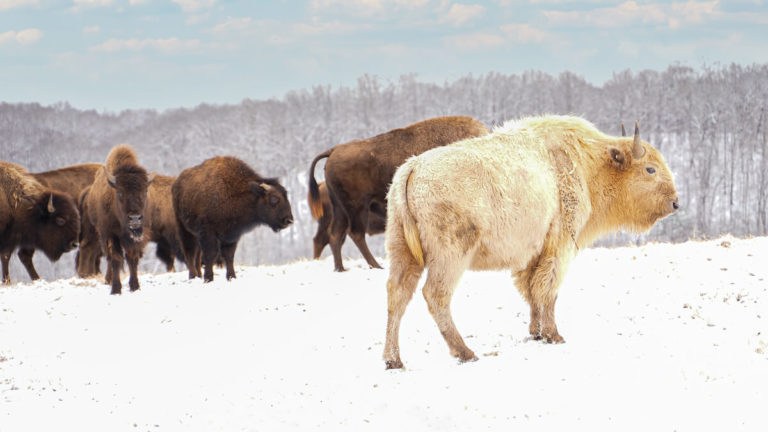 Welcome White Bison | Dogwood Canyon