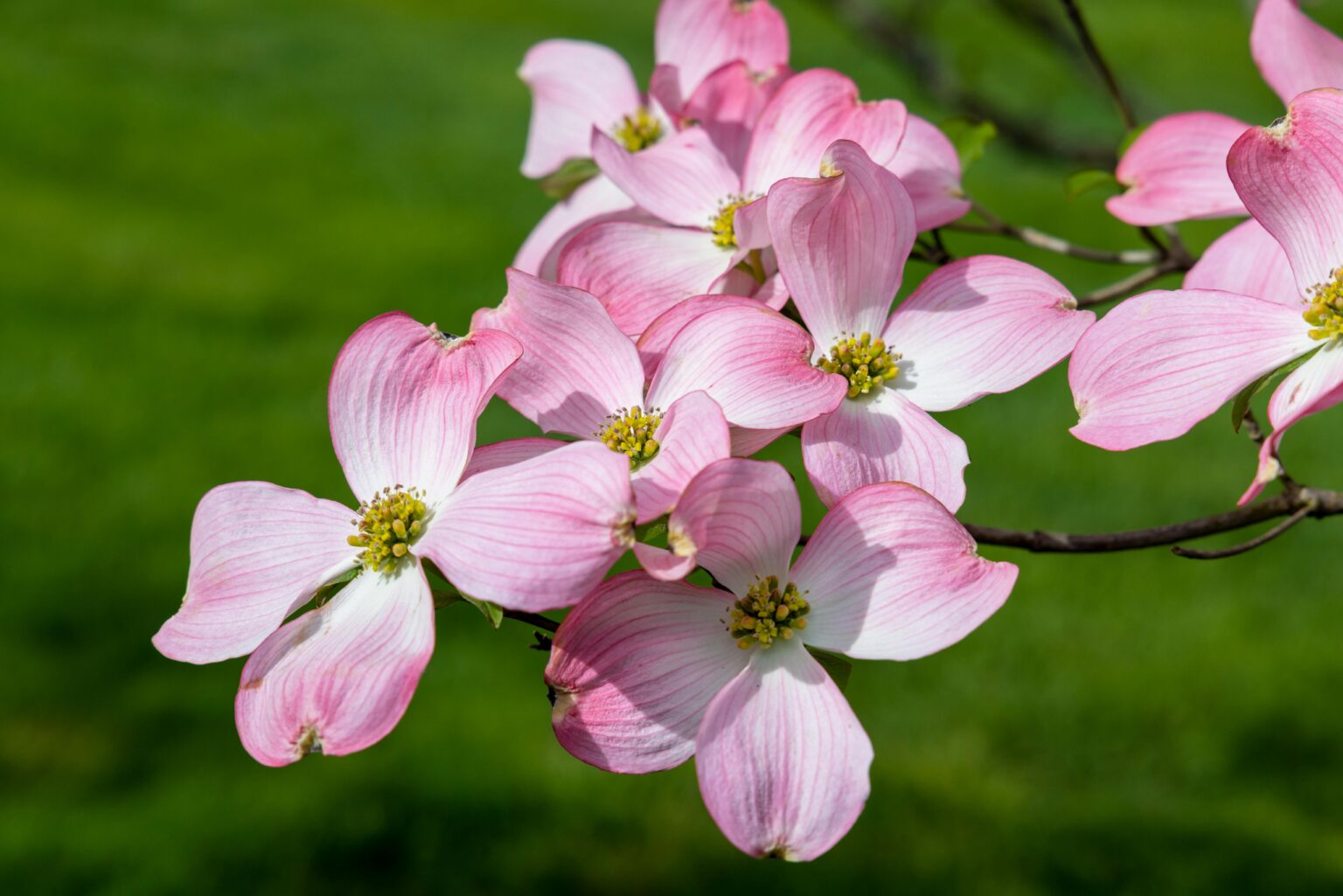 Flowering Dogwood Trees Are Soon to Bloom! | Dogwood Canyon