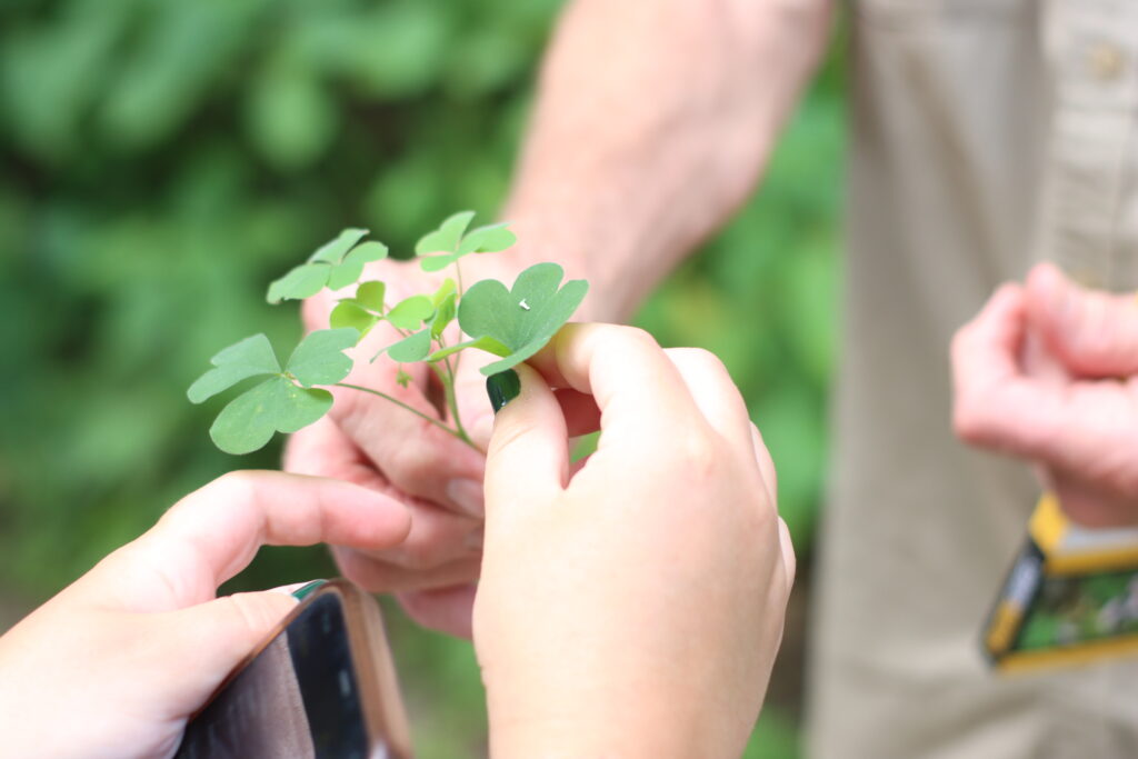 Discover Wild Foods with Foraging! | Dogwood Canyon