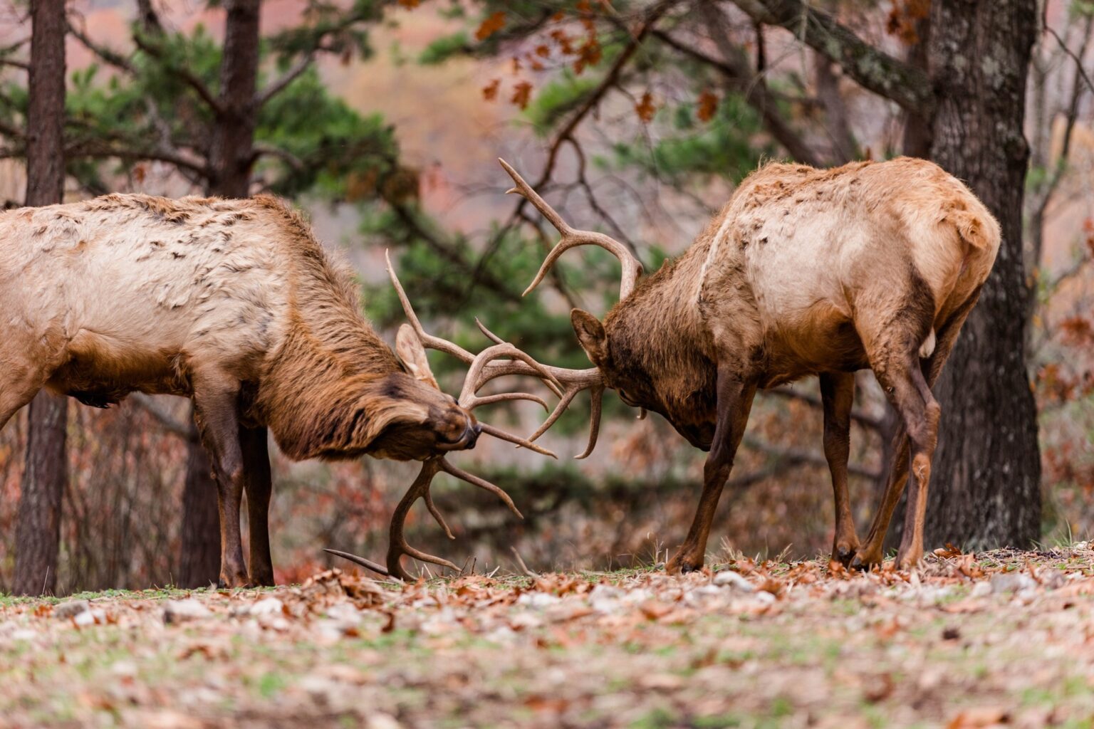 Antlers vs. Horns: Key Differences in Nature's Headgear | Dogwood Canyon